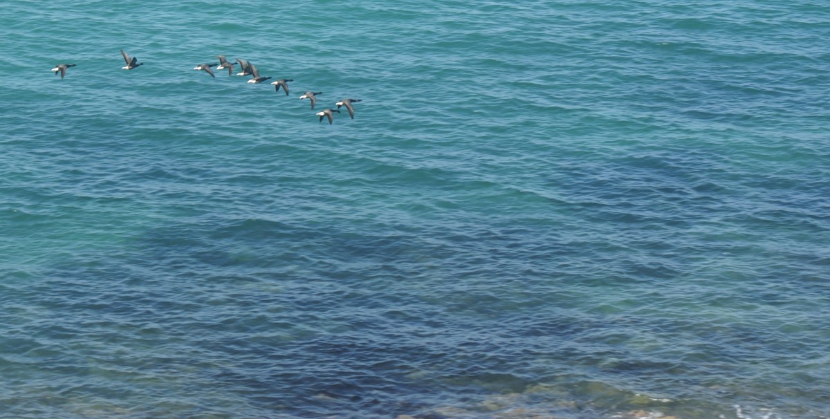 Virée printanière à Dinard – Le petit monde de Tchoutch…