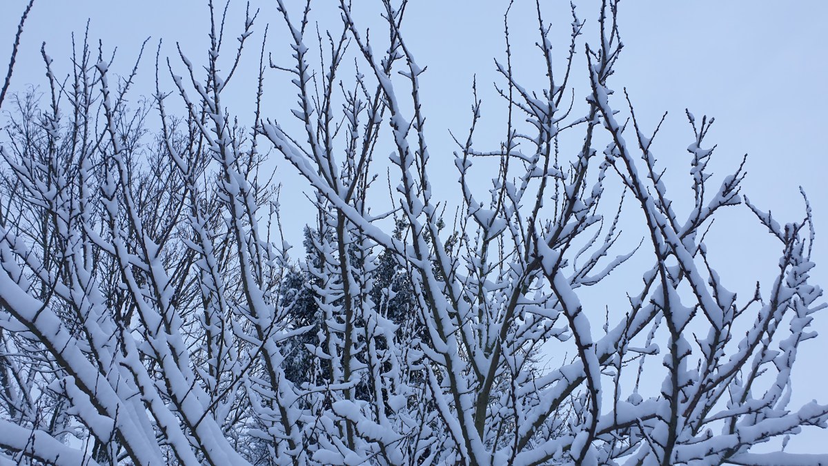 Gelée du matin – Le petit monde de Tchoutch…